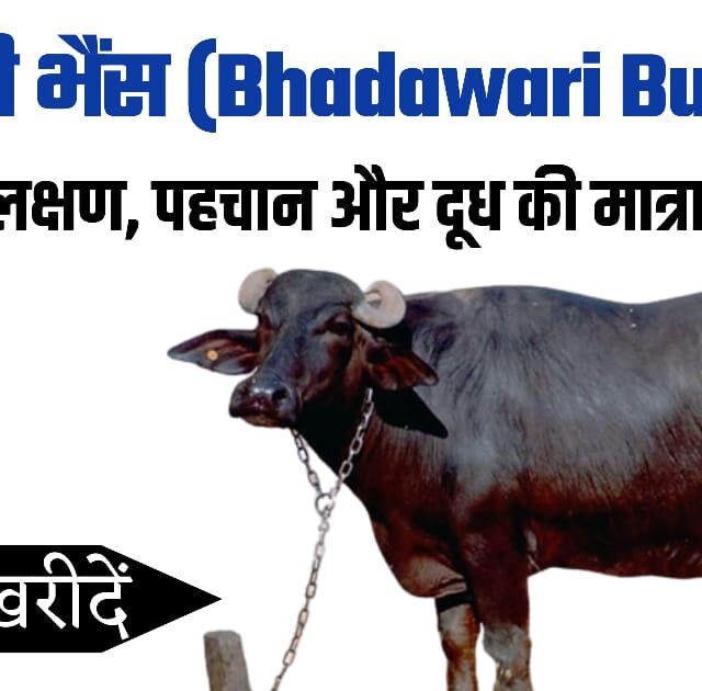 Murrah Buffalo। मुर्रा भैंस के लक्षण, उपयोगिता और पहचान - KRISHAKJAN
