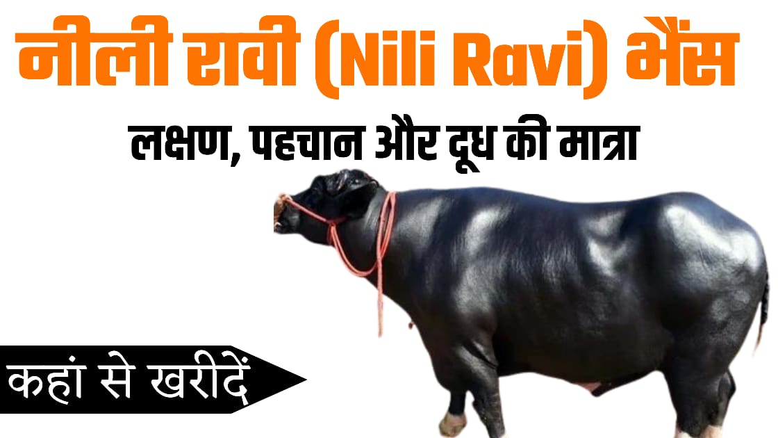 Nili Ravi Buffalo। नीली रावी भैंस की पहचान और उपयोगिता - KRISHAKJAN